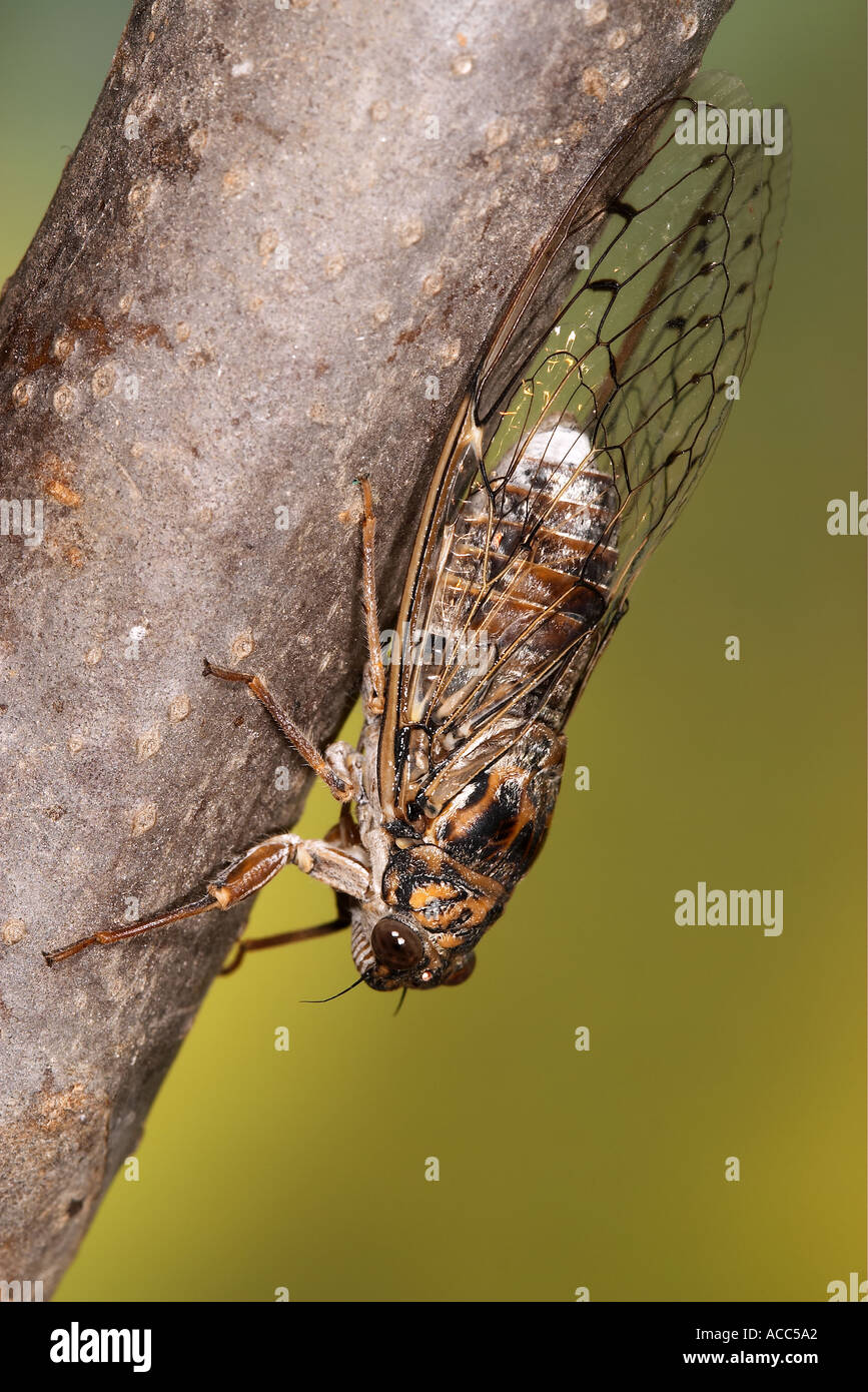 Cicada Cicadetta montana Stock Photo - Alamy