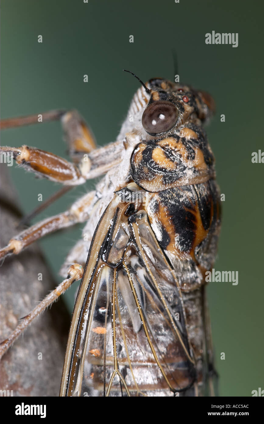 Cicada cicadetta montana hi-res stock photography and images - Alamy
