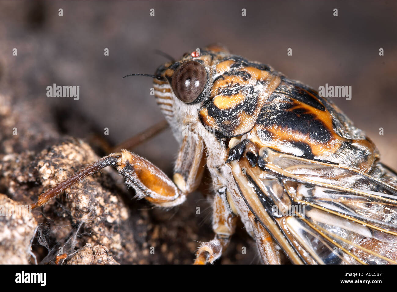 Cicada Cicadetta montana Stock Photo - Alamy