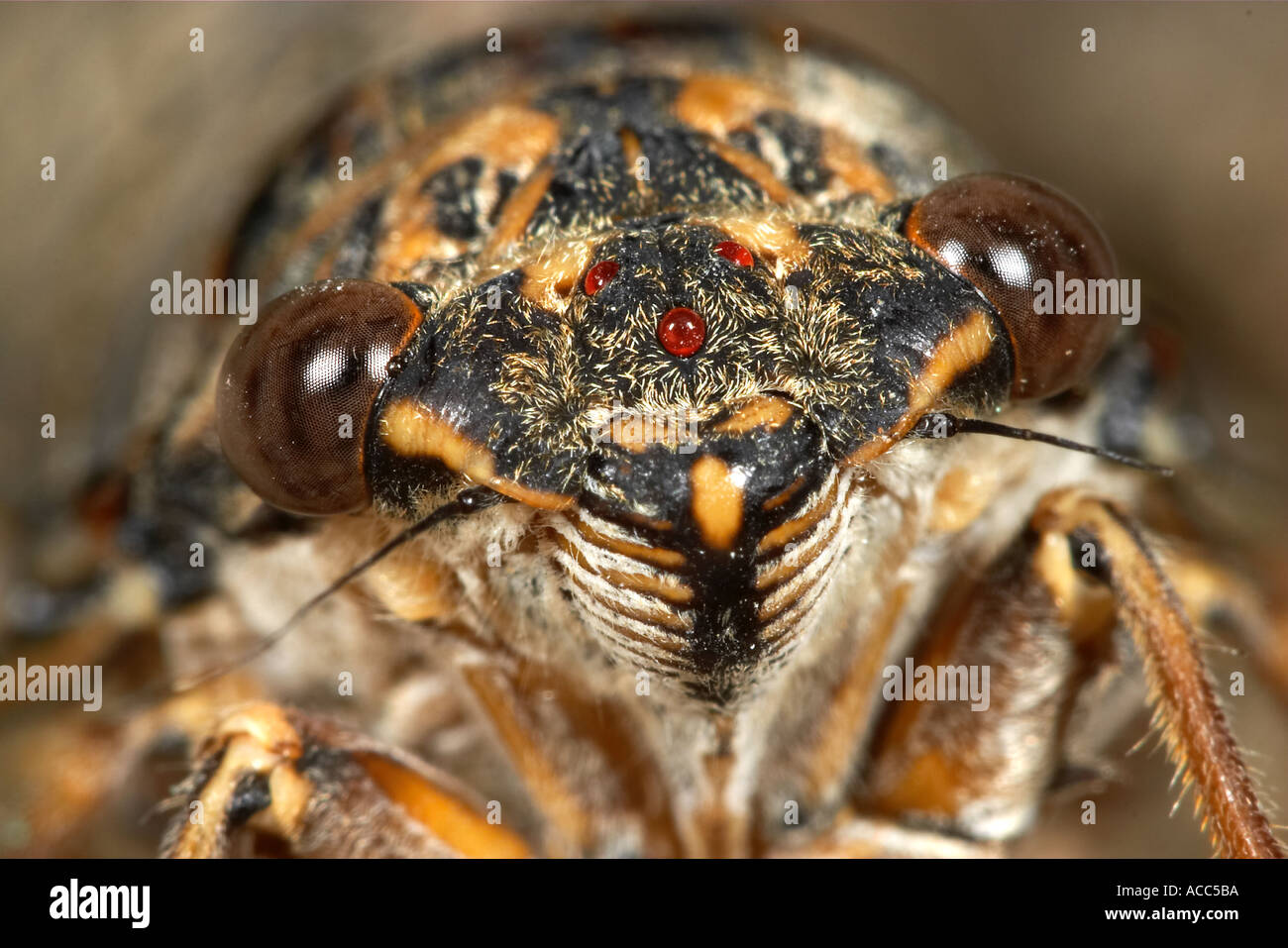 Cicada Cicadetta montana Stock Photo - Alamy