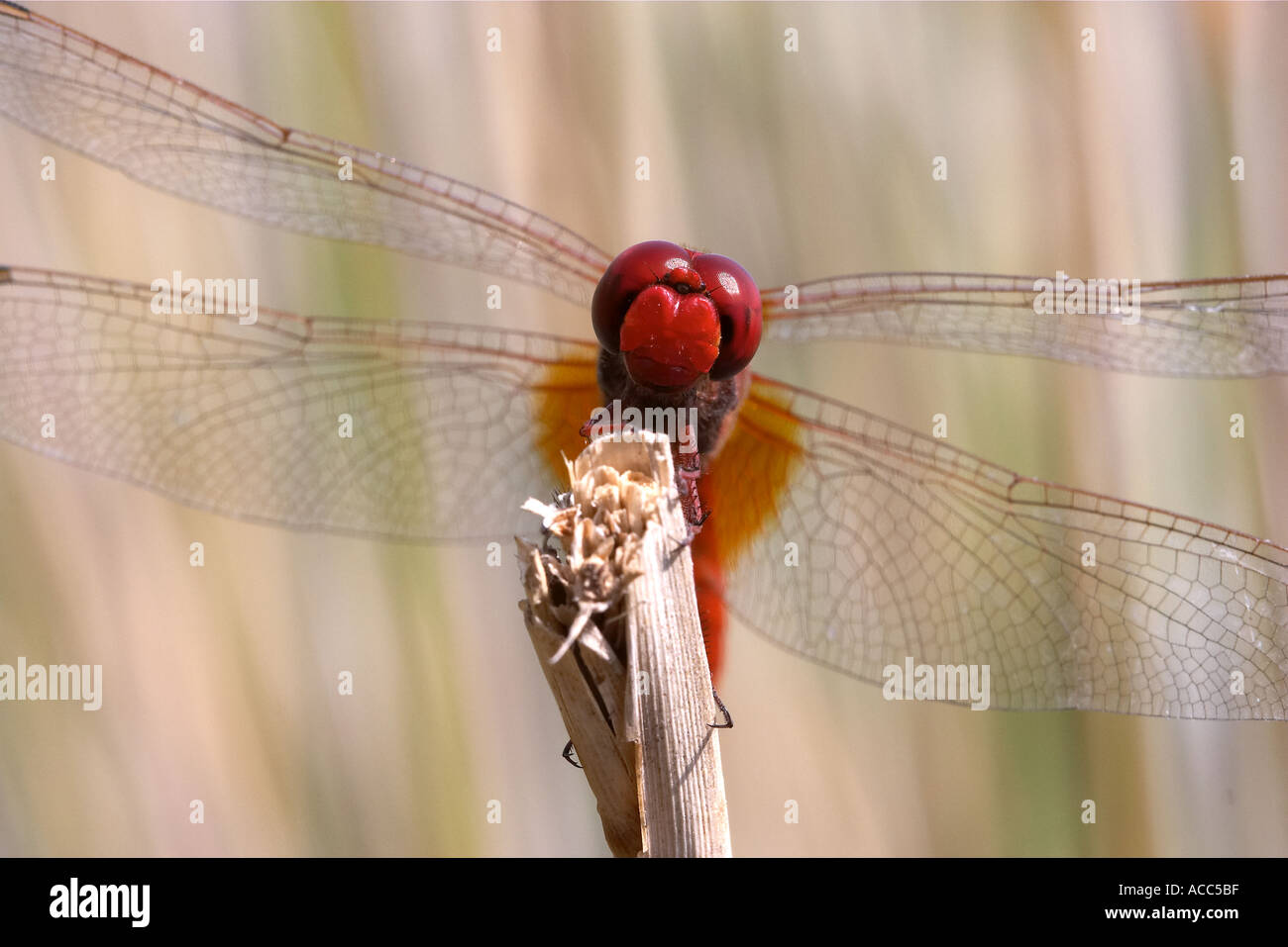 Dragonflies Sympetrum Sp High Resolution Stock Photography and Images ...