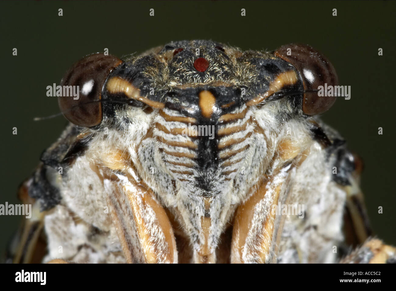 Cicada Cicadetta montana Stock Photo - Alamy