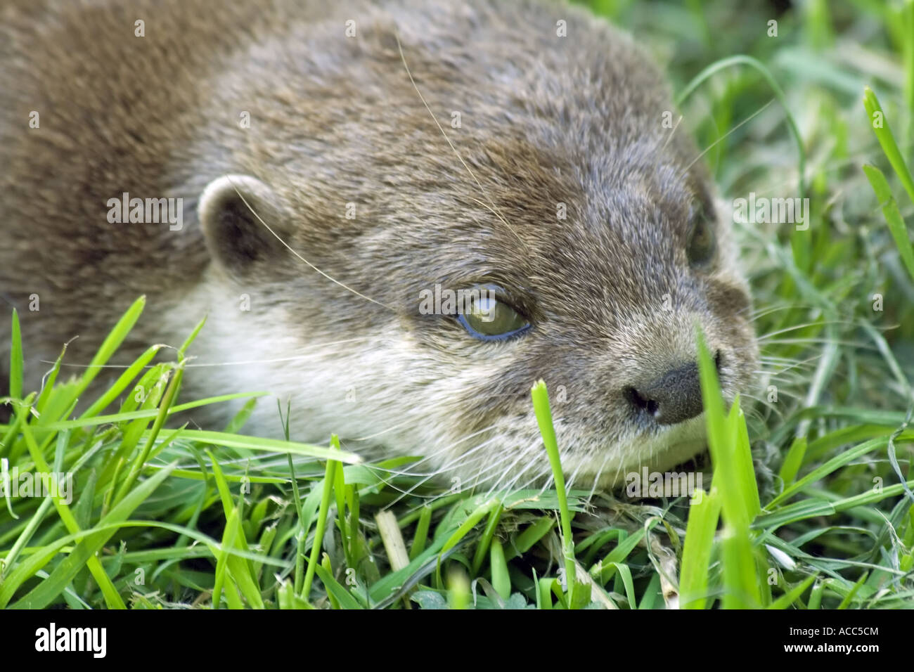 Otter Lutrinae Stock Photo - Alamy