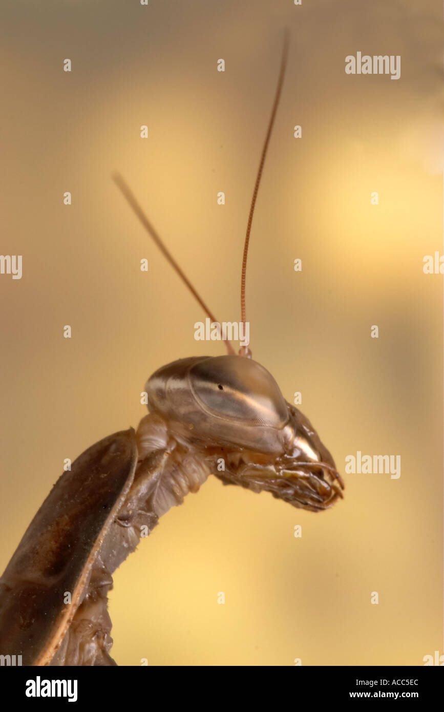 Praying Mantis Mantis religiosa Stock Photo - Alamy