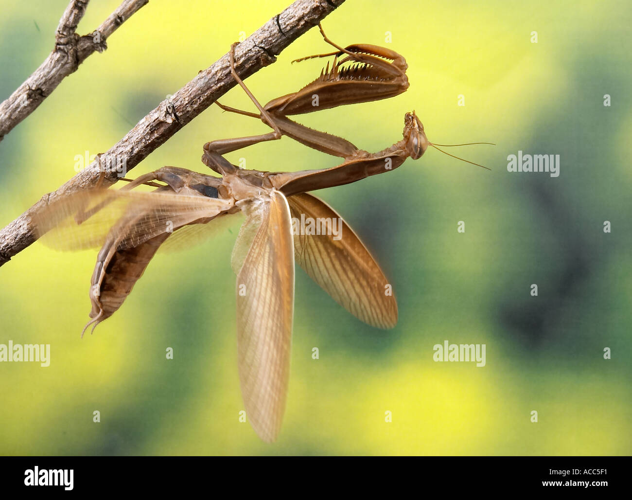 Praying Mantis Mantis religiosa Stock Photo - Alamy