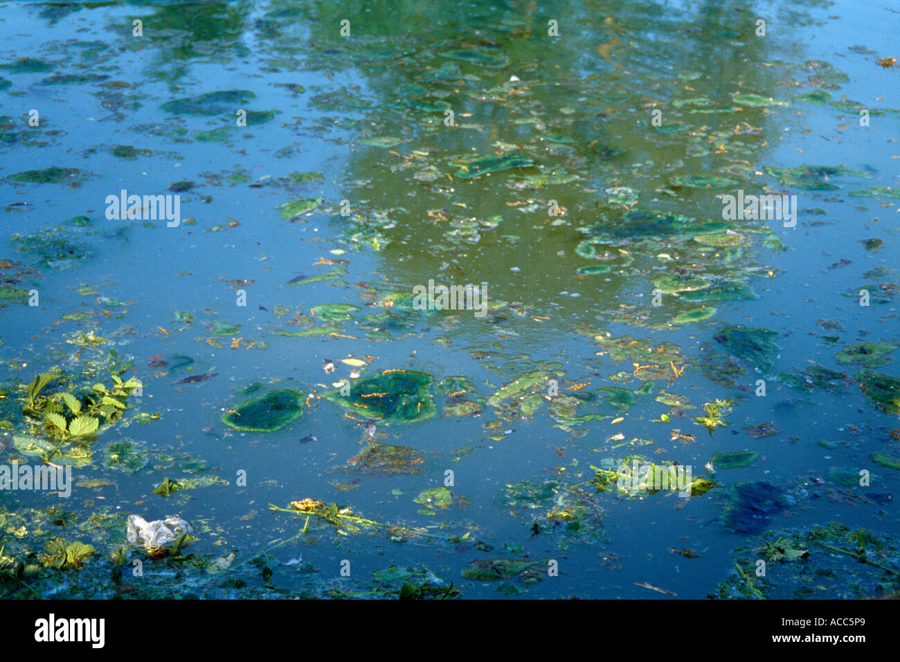 Spring pollution water pollution hi-res stock photography and images ...