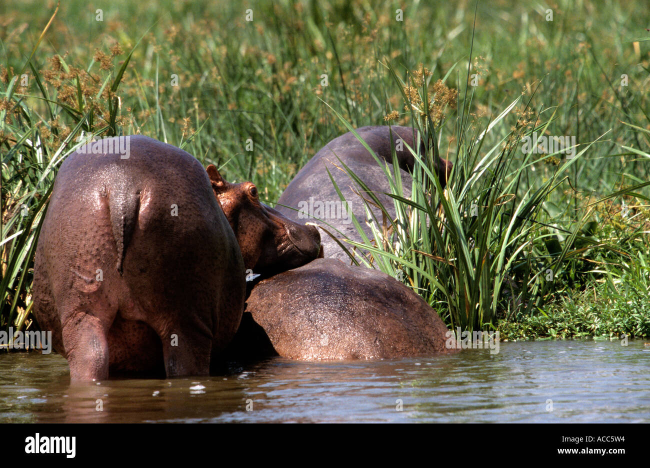 Hippo hippopotamus amphibius rear view hi-res stock photography and ...