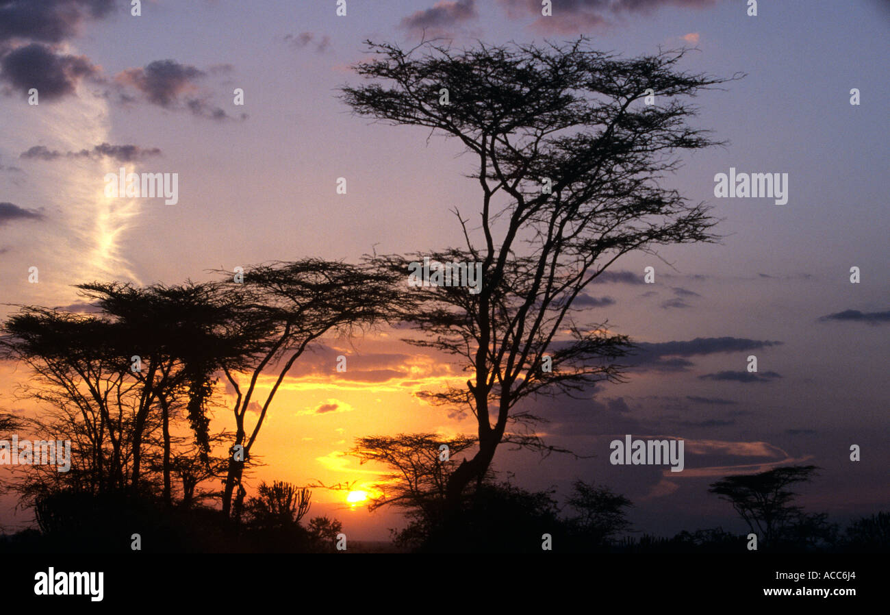 Setting sun in the trees hi-res stock photography and images - Alamy