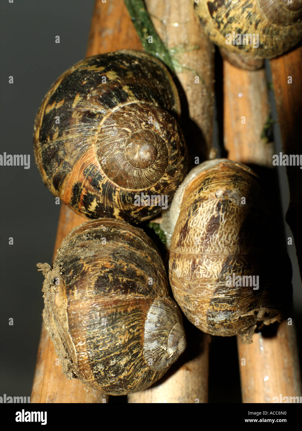 Beanpole hi-res stock photography and images - Alamy