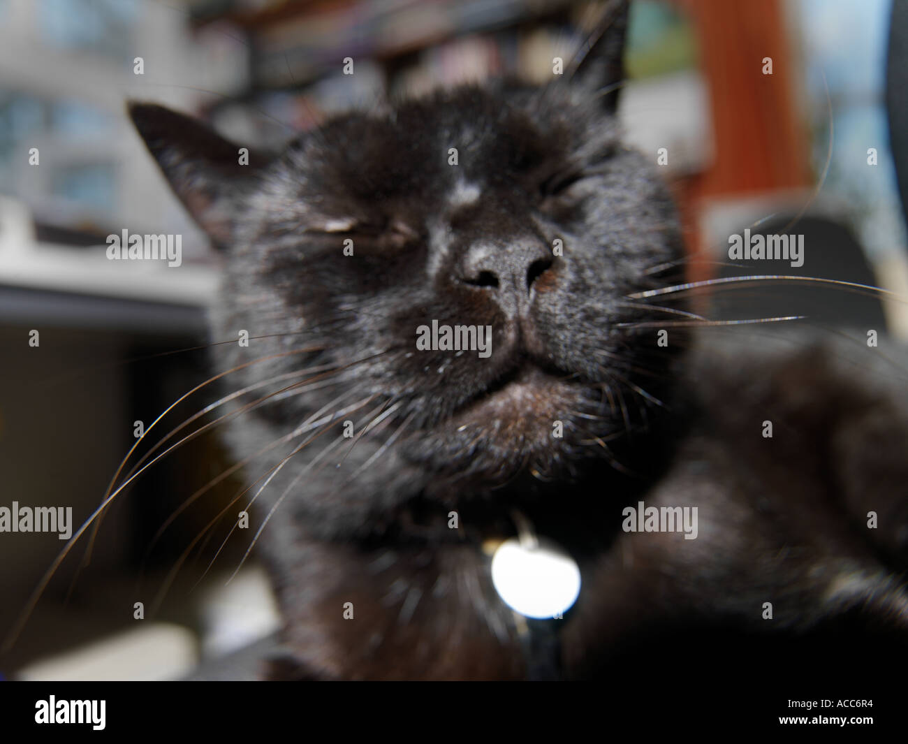Black Cat Portrait Stock Photo - Alamy