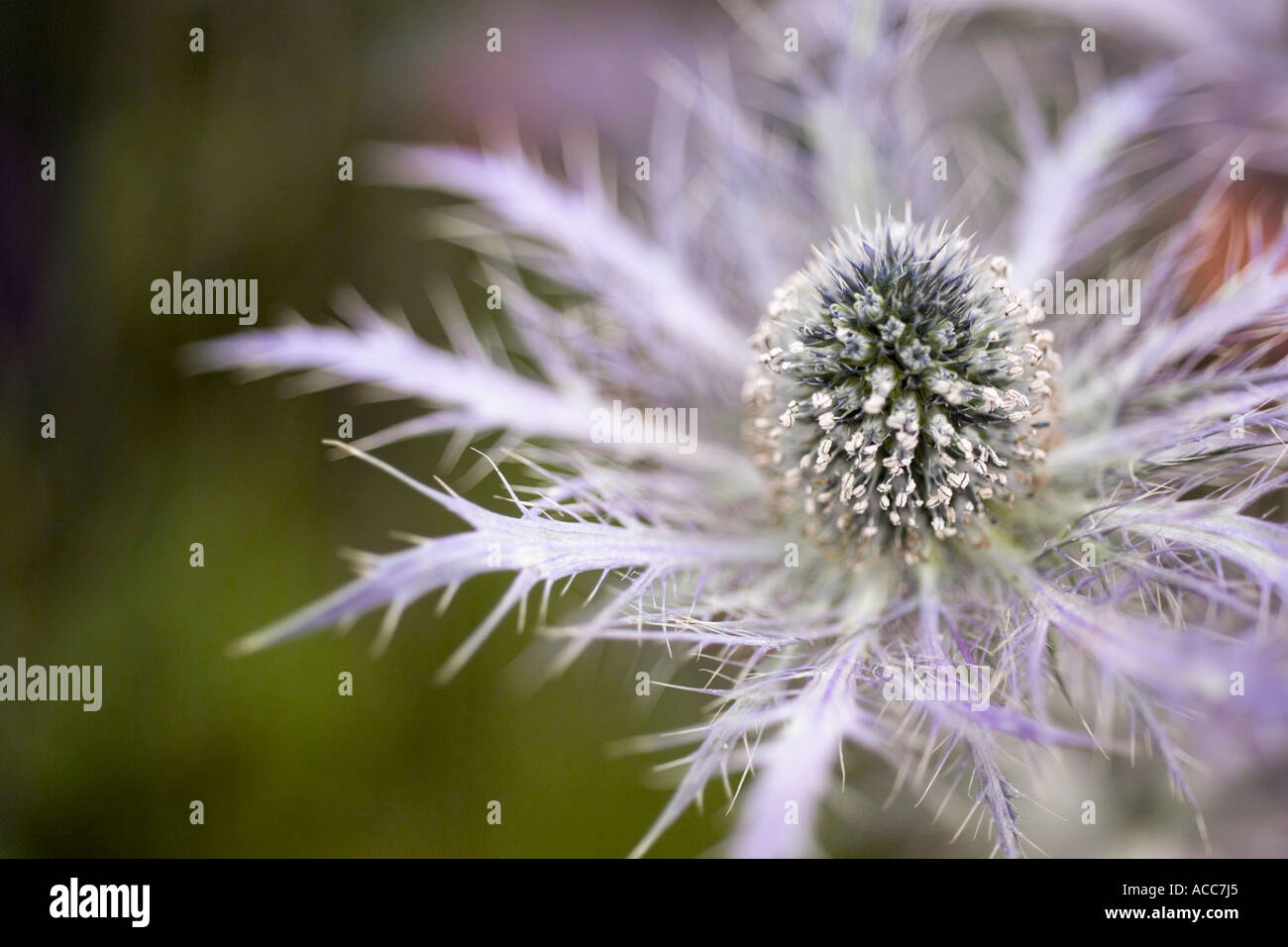 Eryngium alpinum Blue Star Sea Holly Stock Photo - Alamy