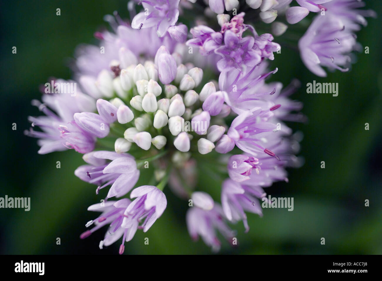 Allium angulosum mouse garlic hi-res stock photography and images - Alamy