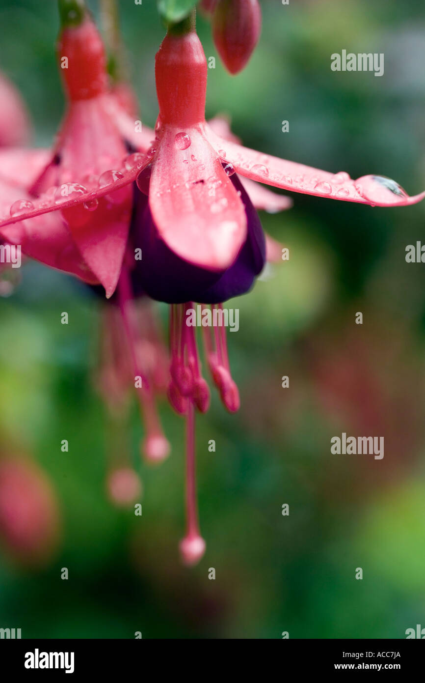 Close up of bi coloured pendant bell shaped Fuchsia magellanica Ladys ...