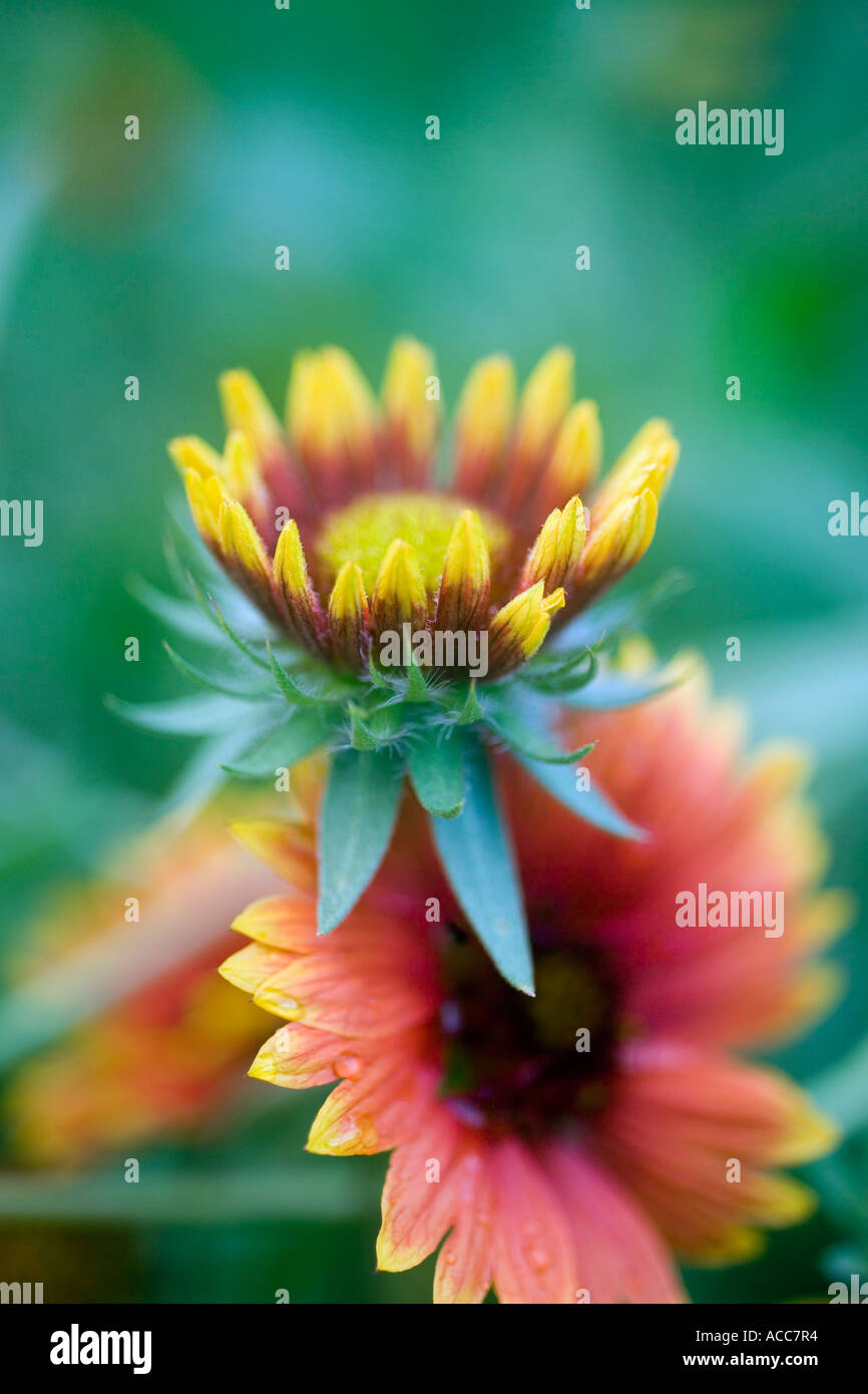 Gaillardia x grandiflora Kobold Blanket Flower Stock Photo - Alamy