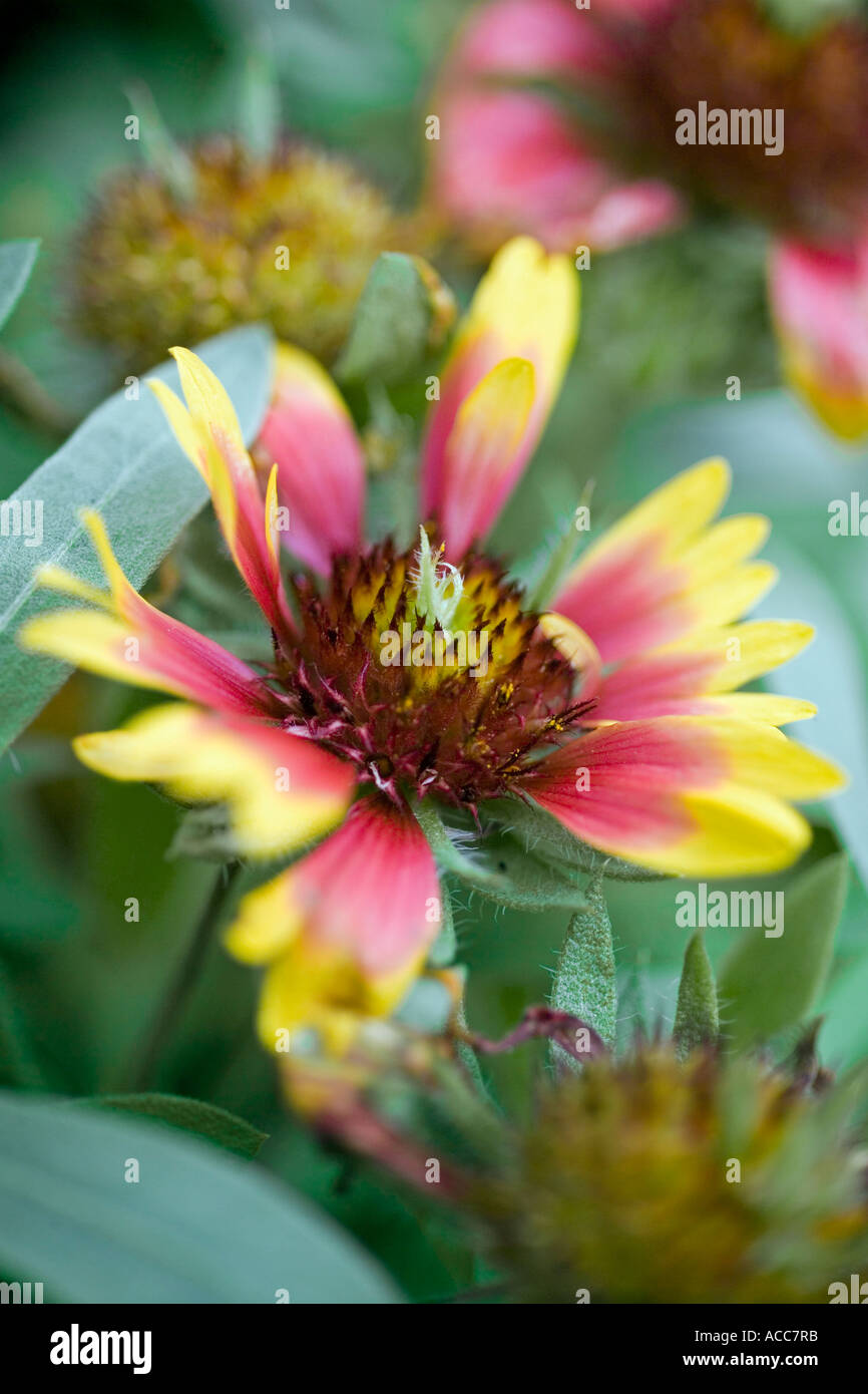 Gaillardia x grandiflora Kobold Blanket Flower Stock Photo - Alamy