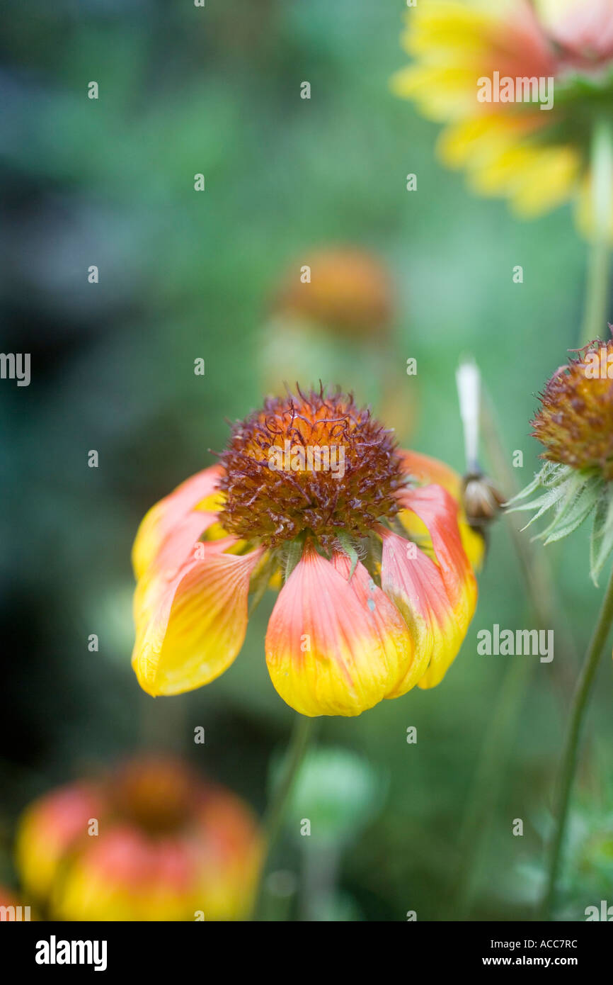 Gaillardia x grandiflora kobold hi-res stock photography and images - Alamy