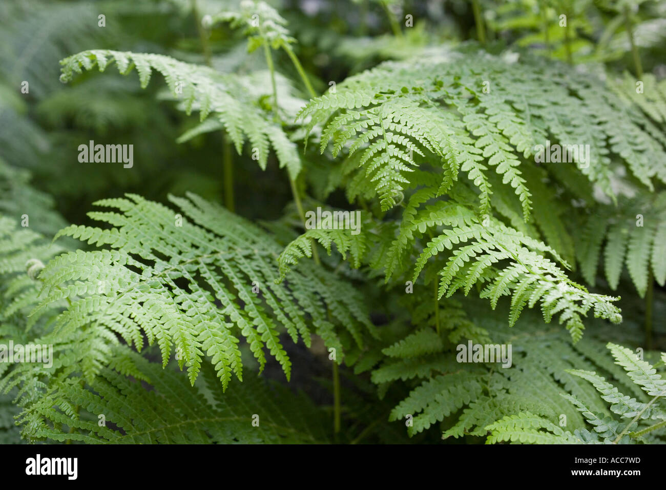 Group of ferns growing wild Stock Photo - Alamy
