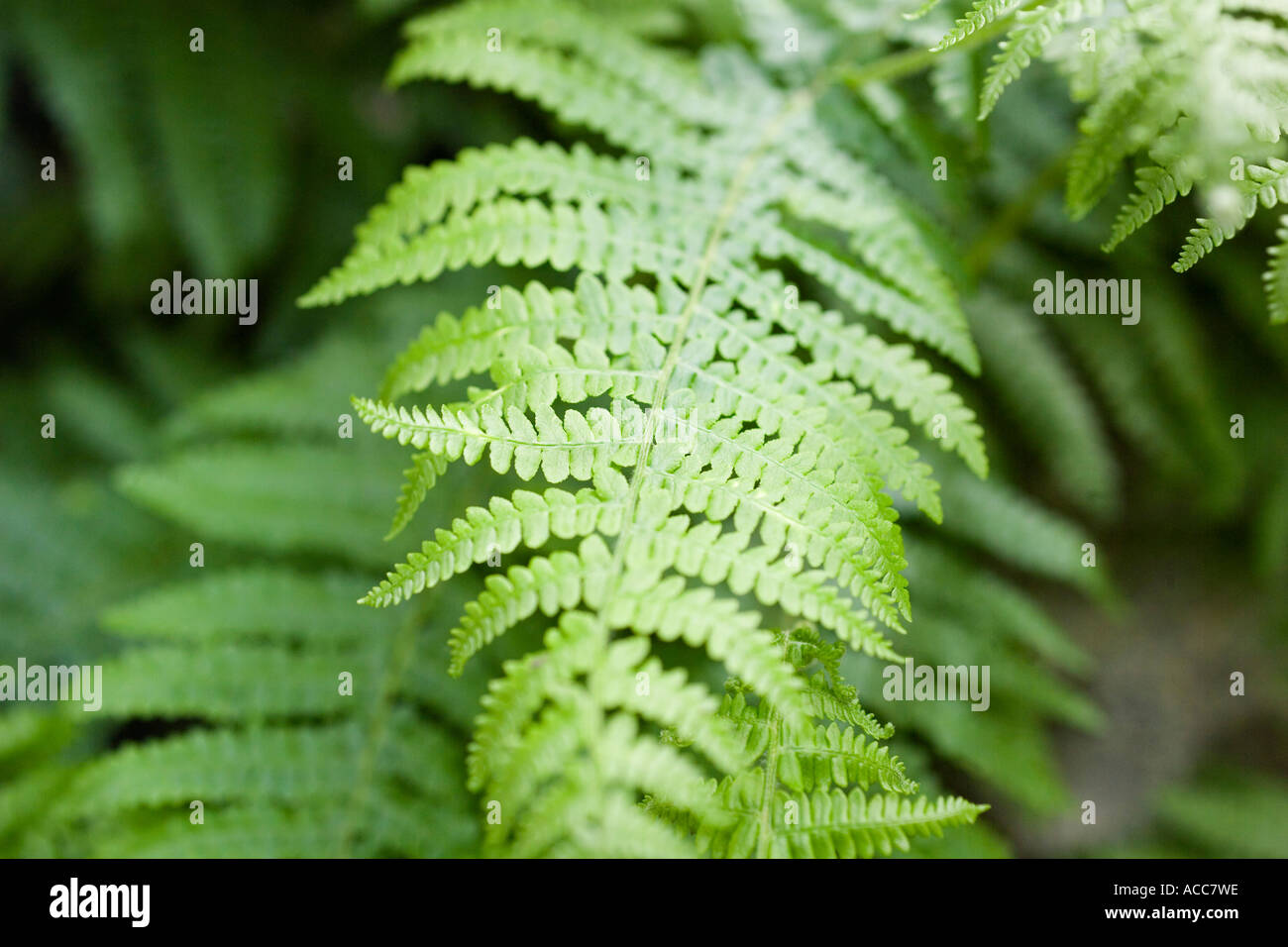 Group of ferns growing wild Stock Photo - Alamy