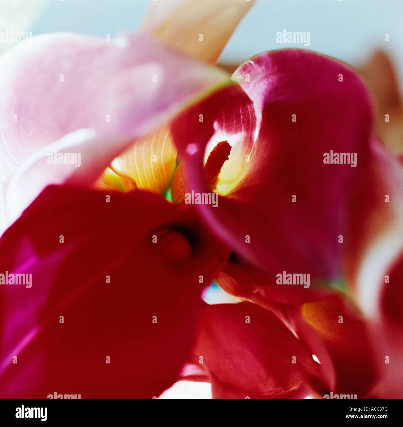 Simp hi-res stock photography and images - Alamy