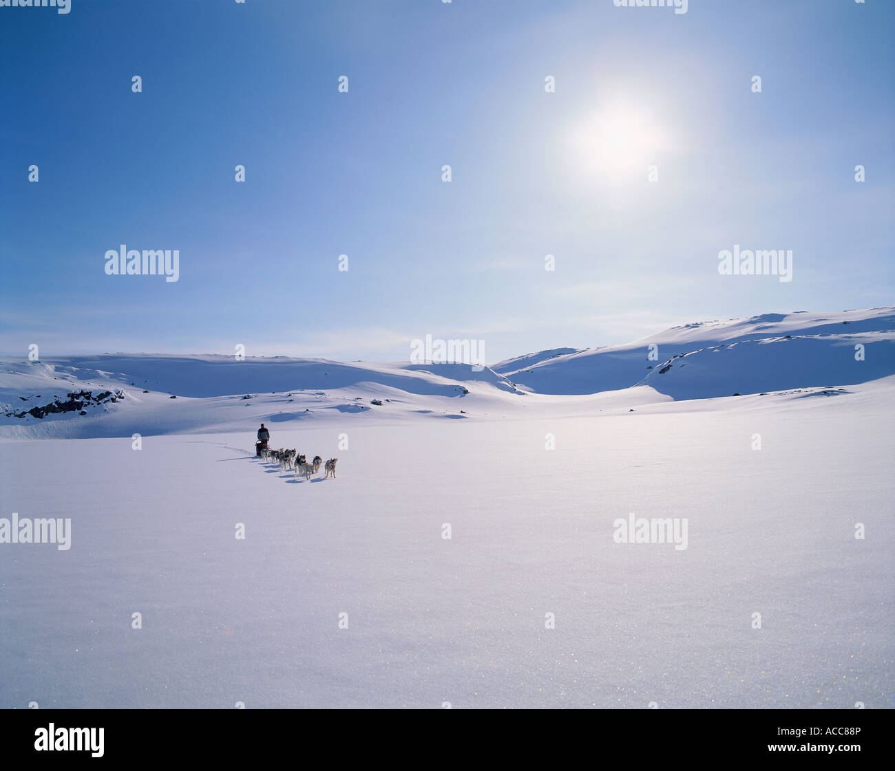 A dog team in a winter landscape Stock Photo - Alamy