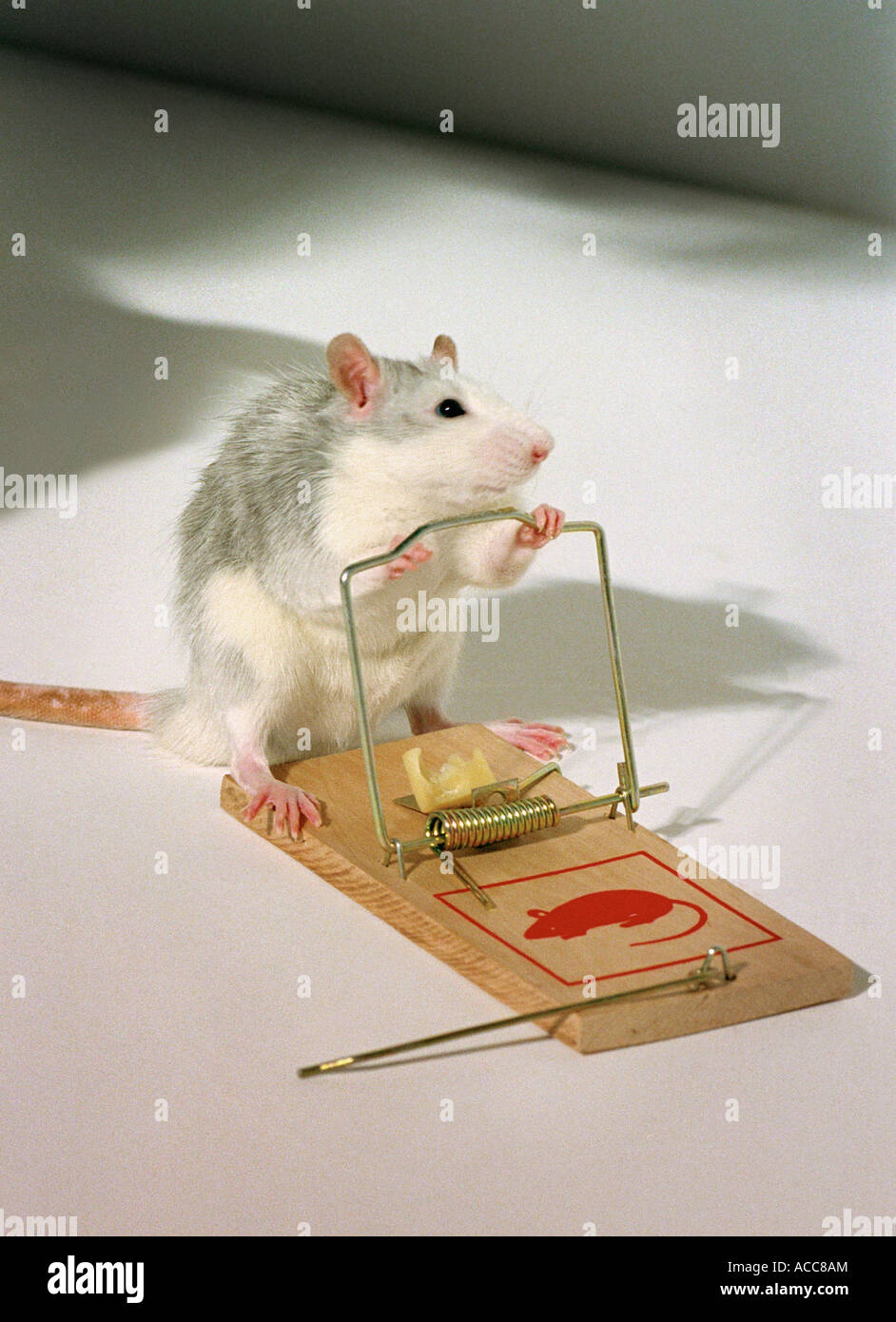 A mouse by a mouse-trap Stock Photo - Alamy