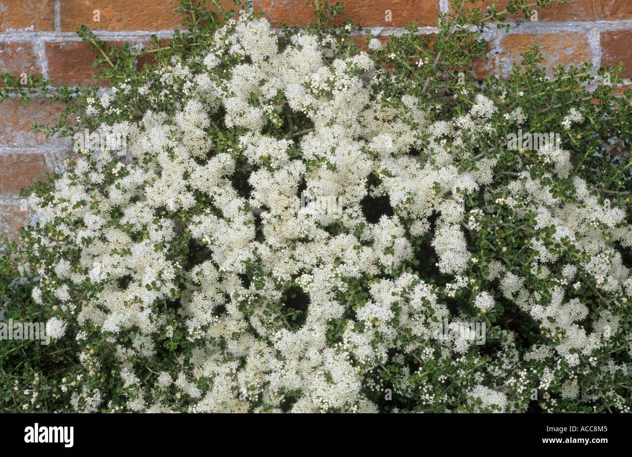 Ceanothus 'White Cascade' Stock Photo - Alamy