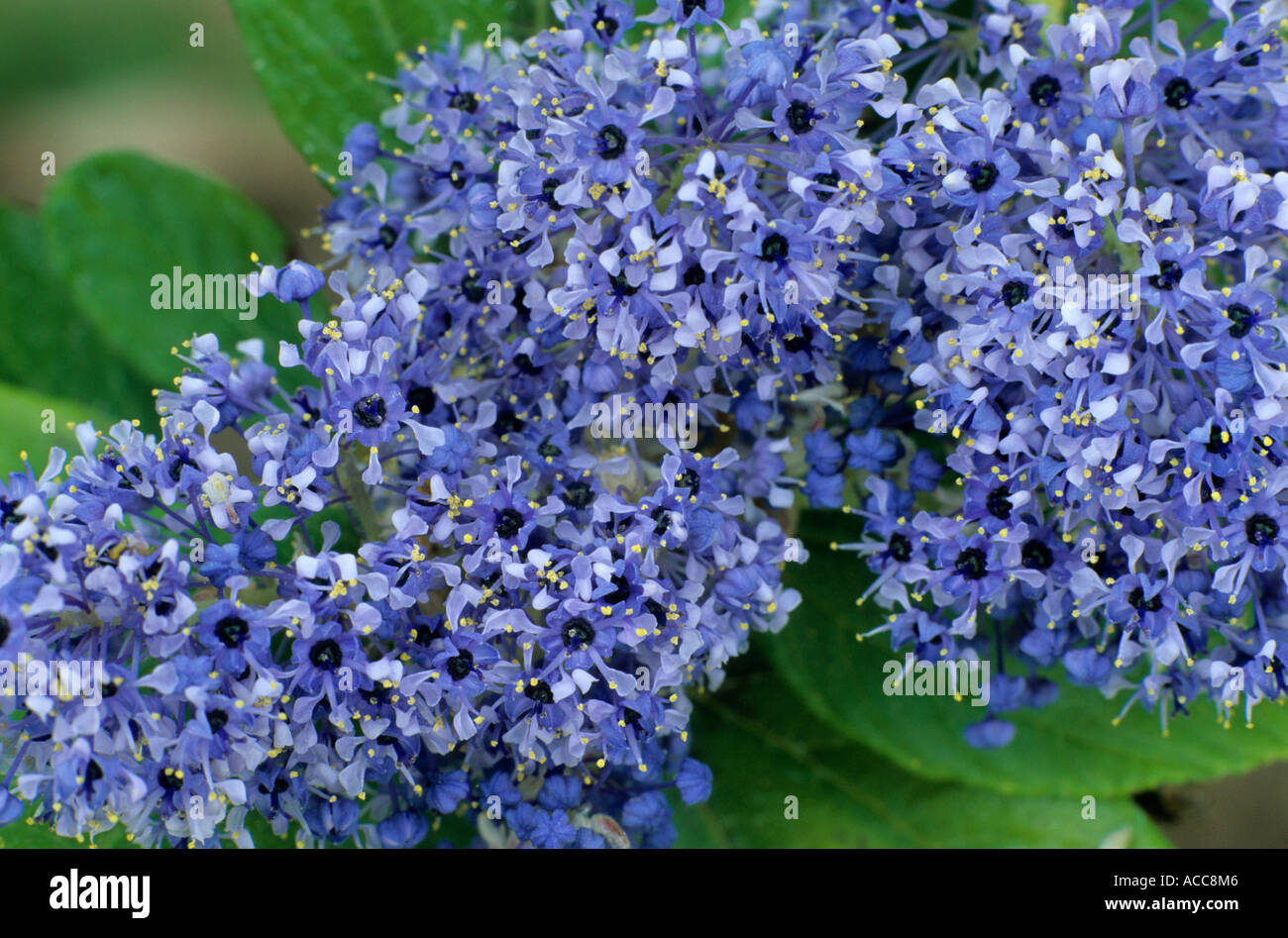 Ceanothus arboreus trewithen blue hi-res stock photography and images ...