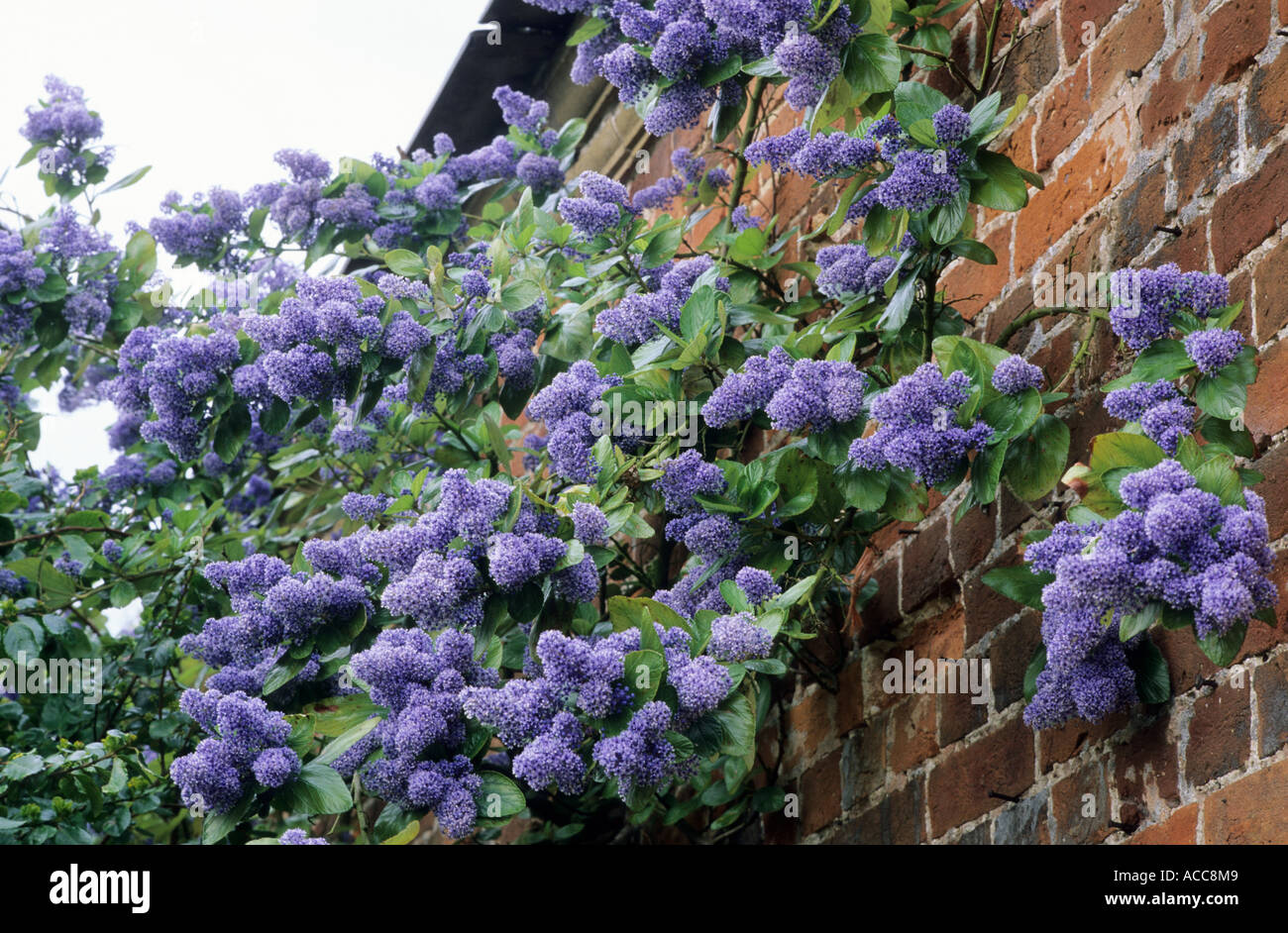Ceanothus arboreus 'Trewithen Blue', blue flower, garden plant Stock ...