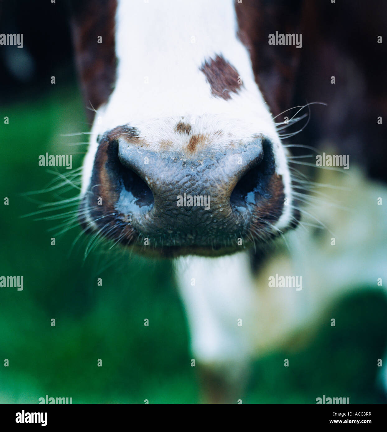 A cows muzzle close-up Stock Photo - Alamy