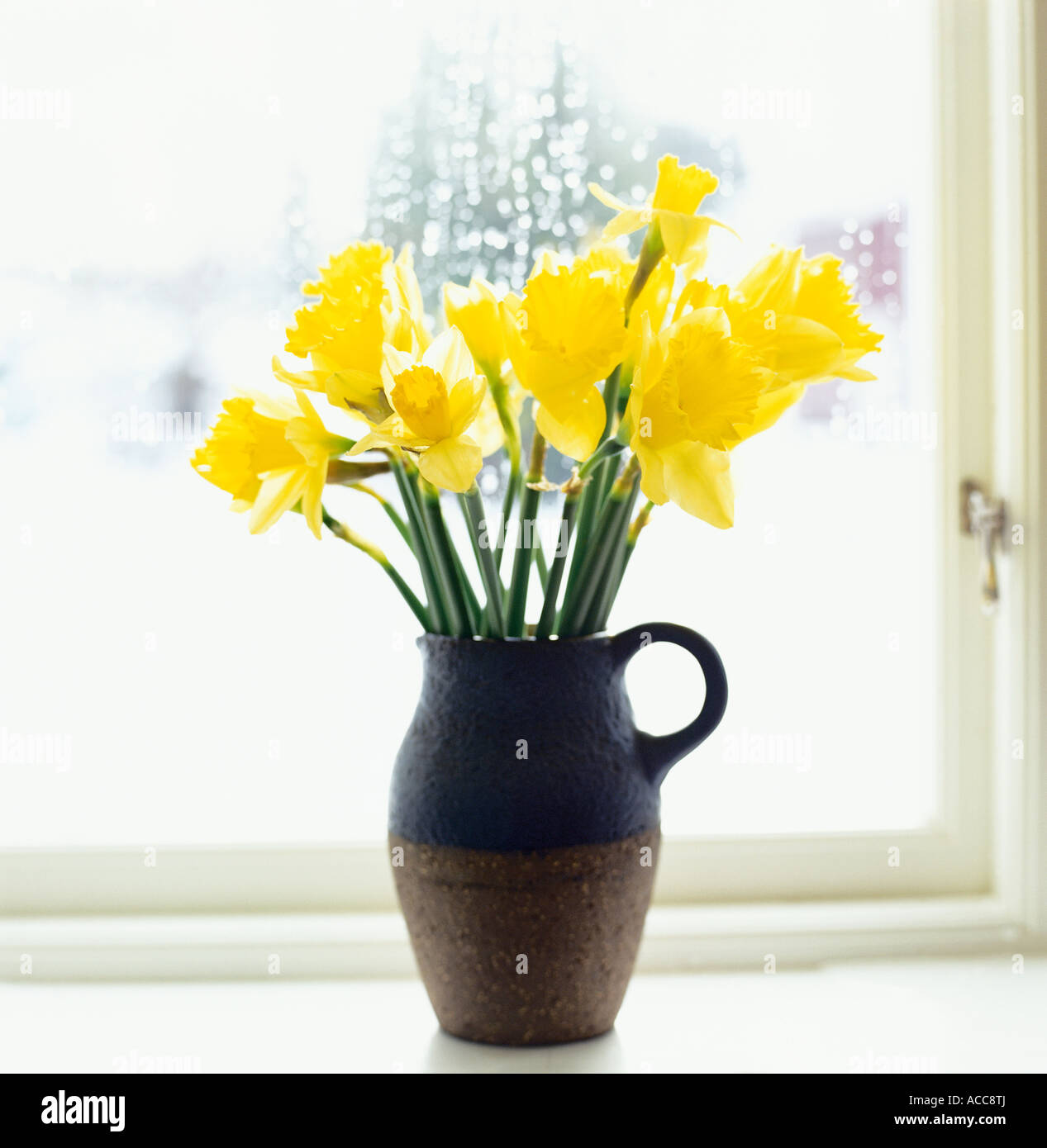 Daffodils in a window Stock Photo - Alamy