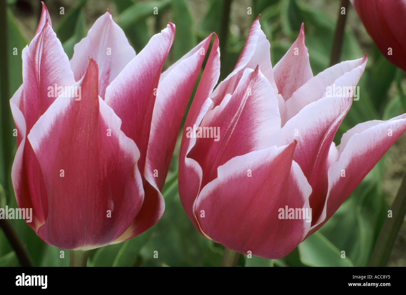 Tulip claudia hi-res stock photography and images - Alamy