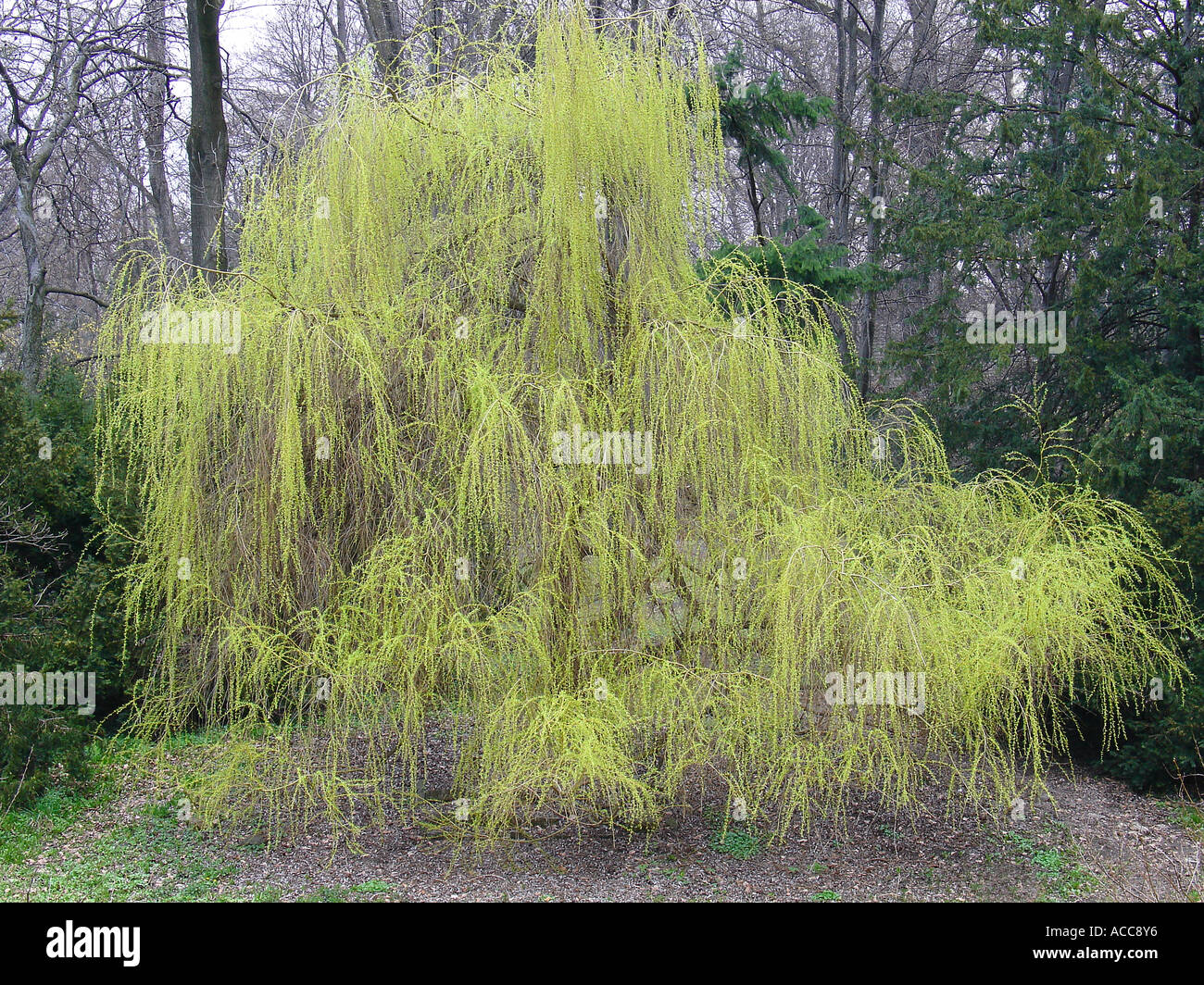 Willow tree in the early spring Salix fragilis Stock Photo - Alamy