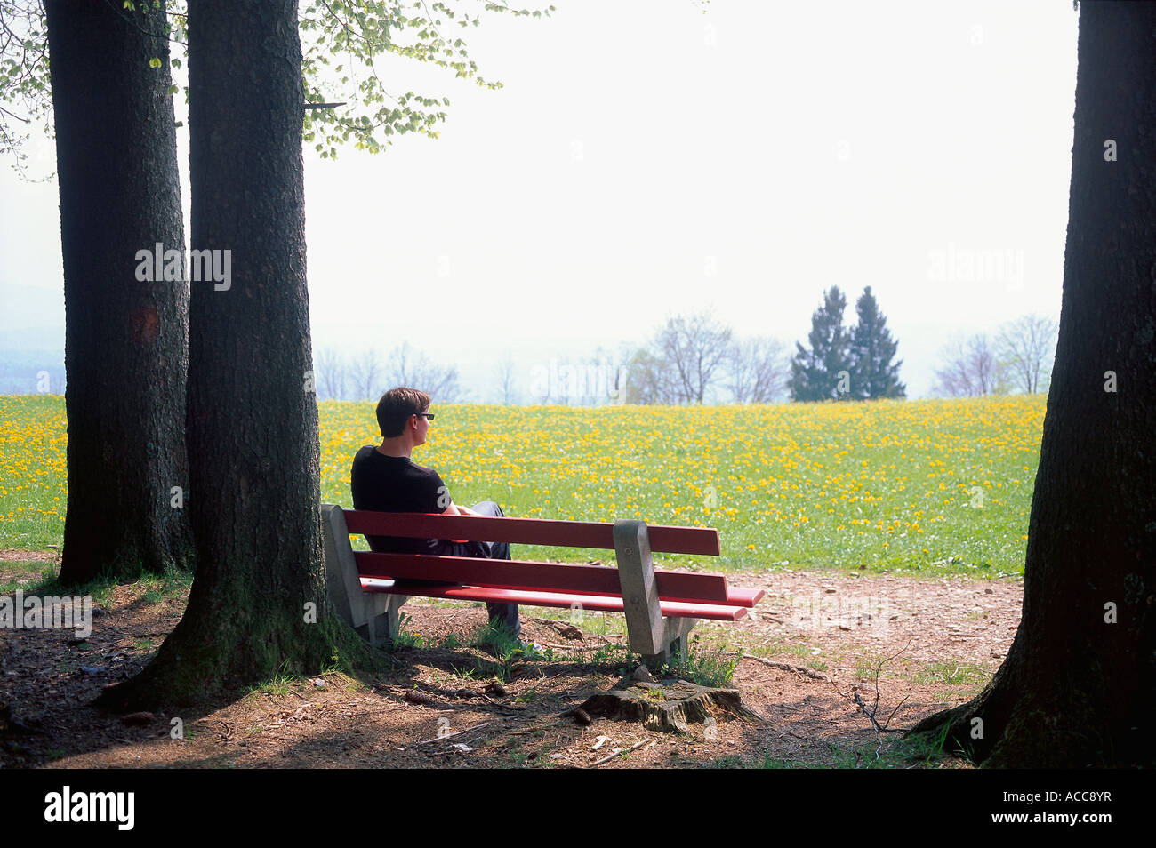 A man sitting on a bench, rear view Stock Photo - Alamy