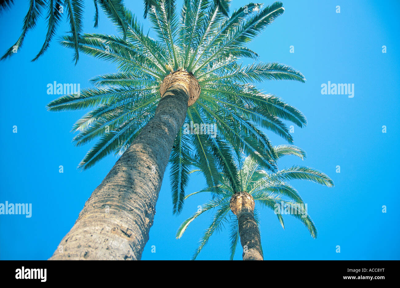 A palm-tree photographed from below Stock Photo - Alamy