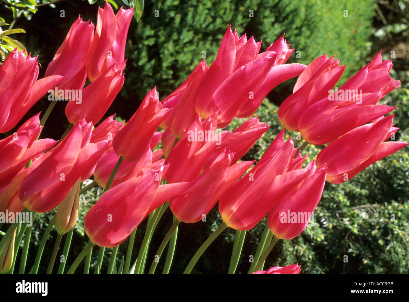 Tulip tulipa mariette hi-res stock photography and images - Alamy