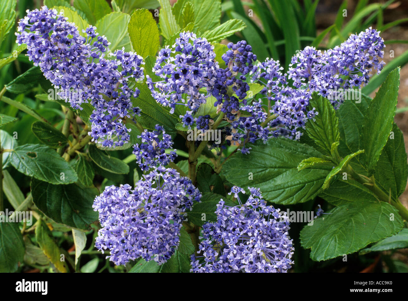 Ceanothus arboreus trewithen blue hi-res stock photography and images ...
