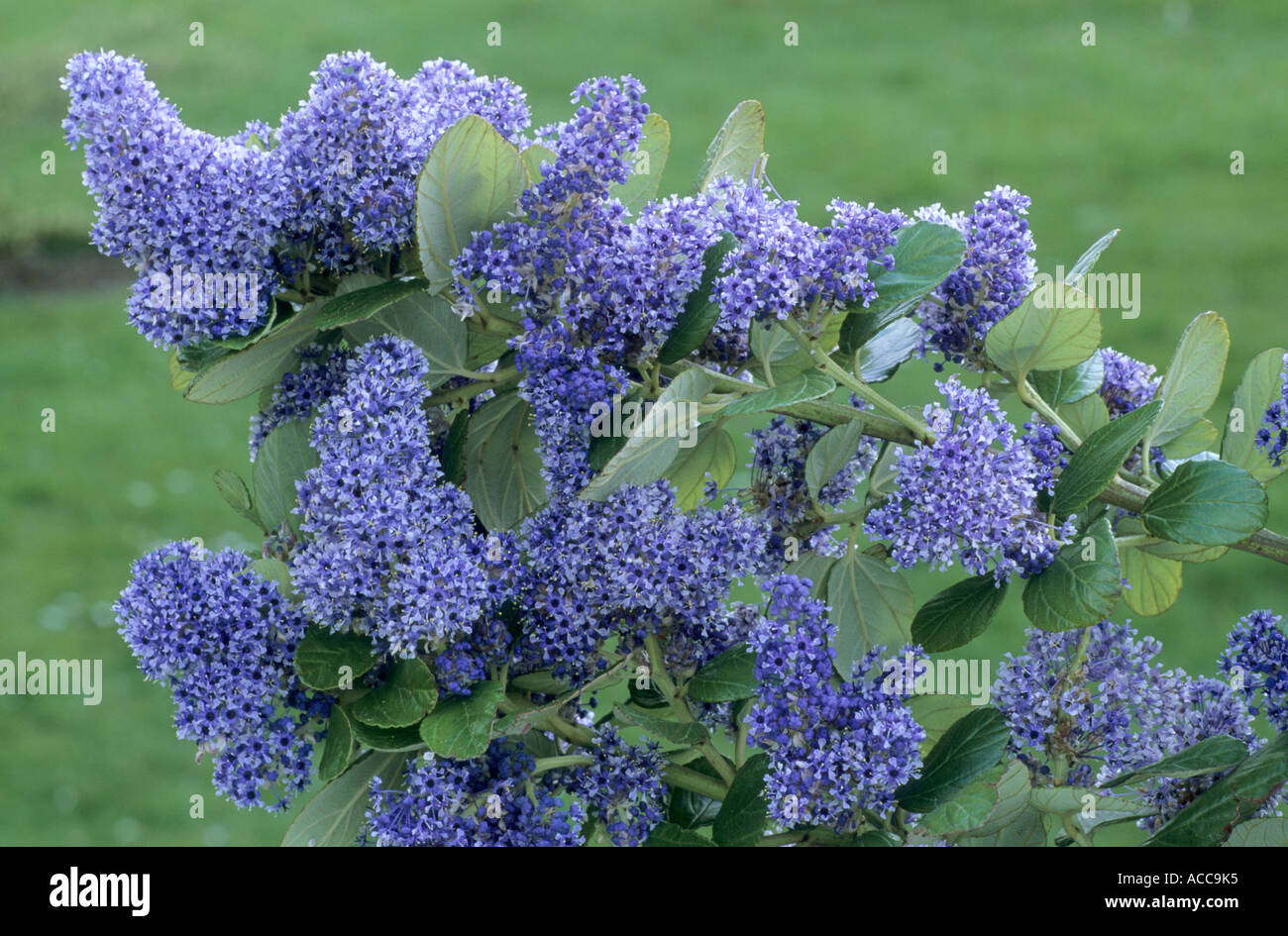 Ceanothus arboreus trewithen blue hi-res stock photography and images ...