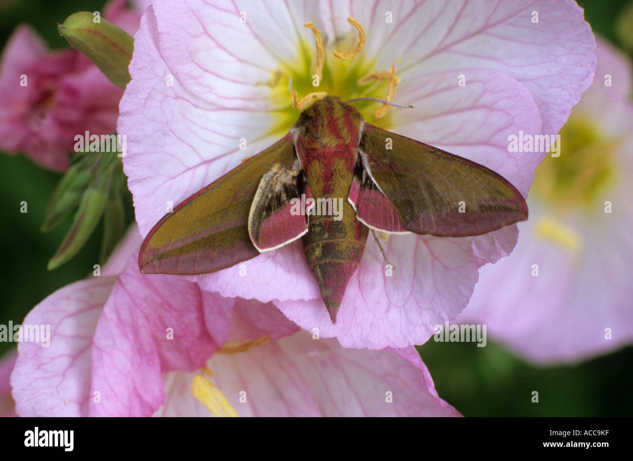 Elephant Hawk Moth on Oenothera speciosa 'Siskiyou', insect, Deilephila ...