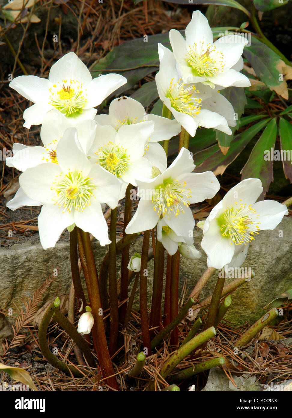 Black hellebore helleborus niger hi-res stock photography and images ...