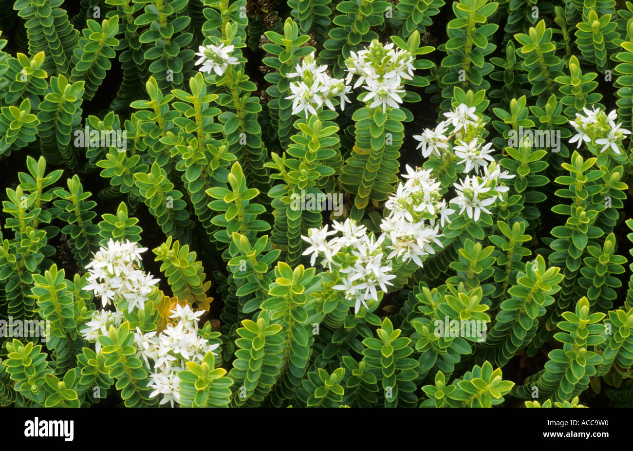 Hebe buxifolia, garden plant hebes Stock Photo: 7492431 - Alamy