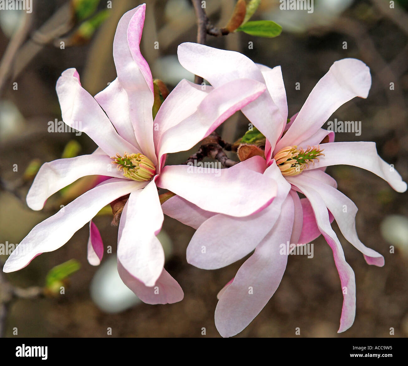 Two Magnolia pink flowers close up Magnolia soulangiana Stock Photo - Alamy