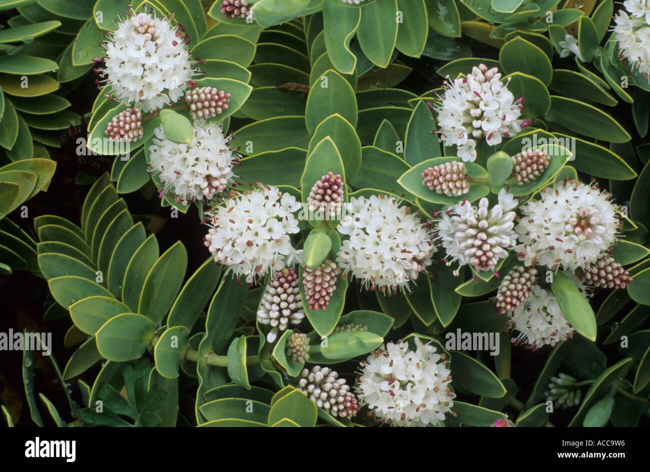 Hebe pimeleoides 'Glauca' Stock Photo - Alamy