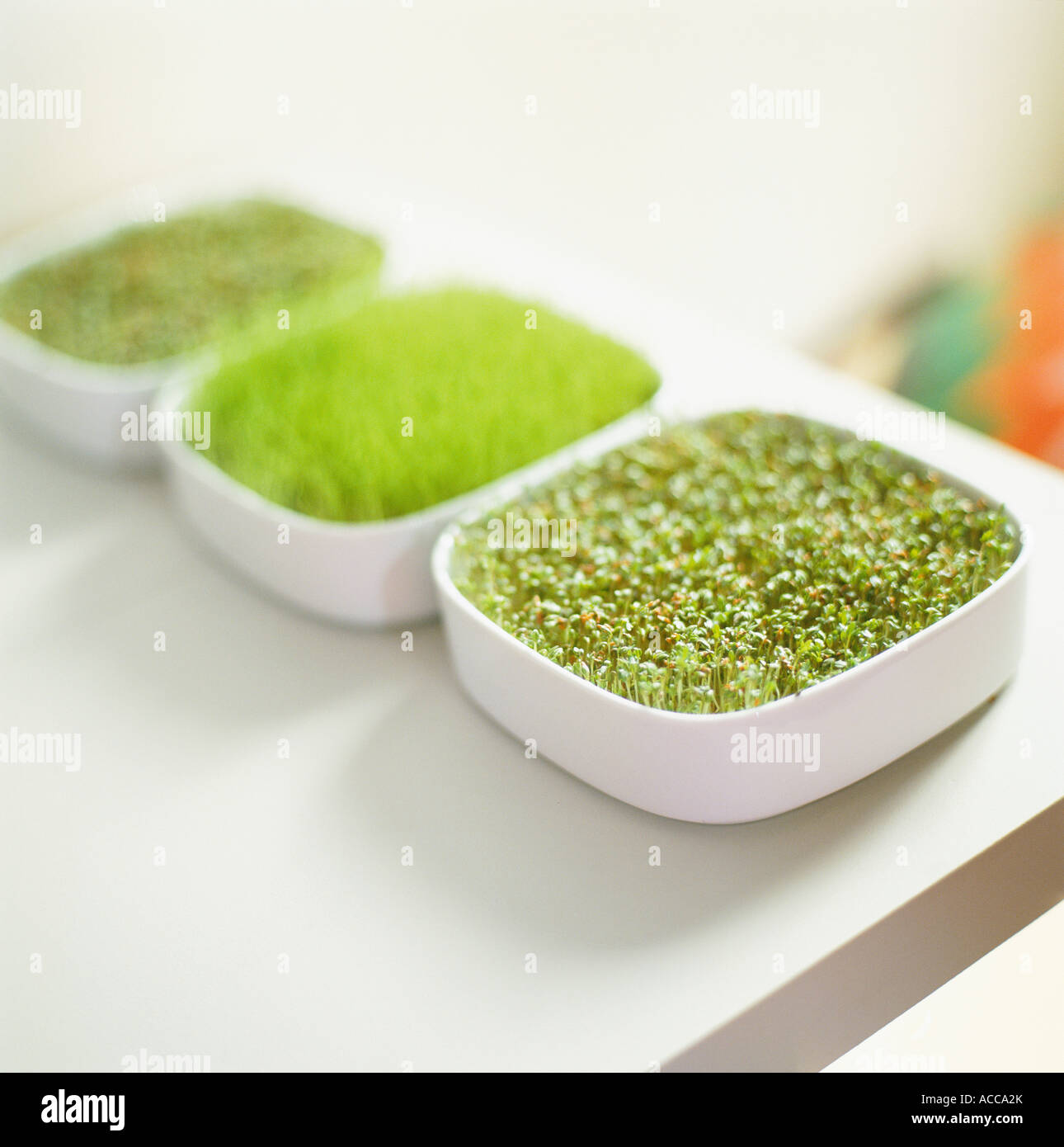 Garden cress close-up Stock Photo - Alamy