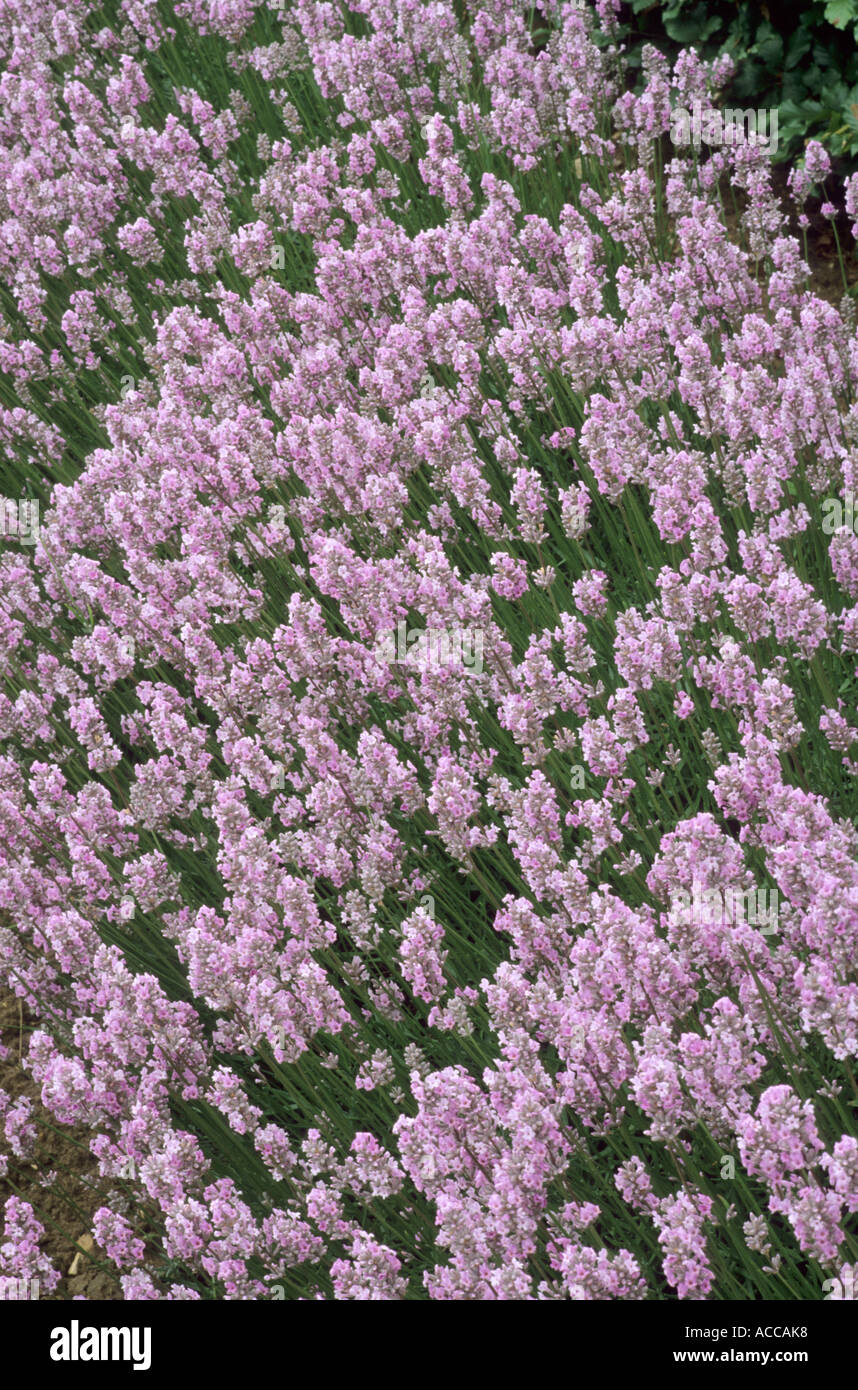 Miss katherine lavender hi-res stock photography and images - Alamy