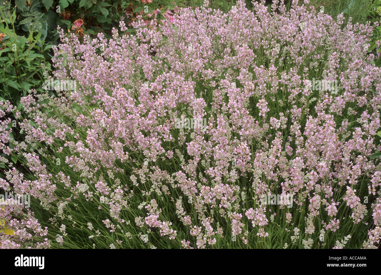 Lavandula Angustifolia Rosea High Resolution Stock Photography and ...