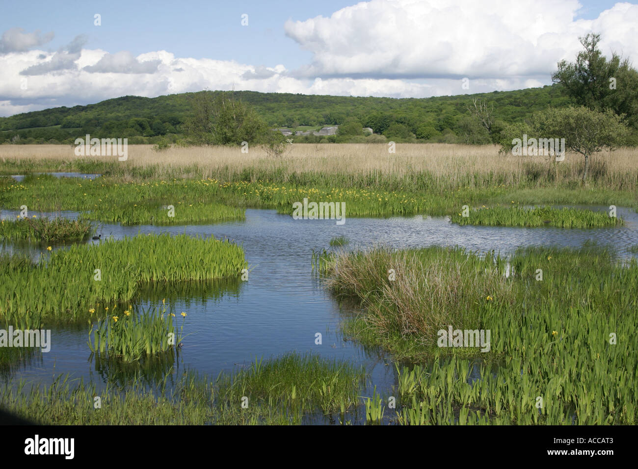 Leighton Moss RSPB Reserve, Lancashire Stock Photo - Alamy