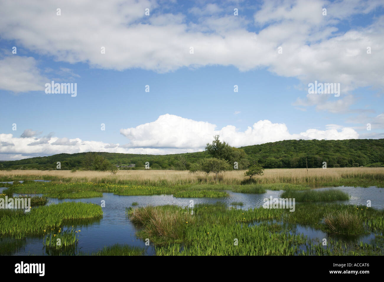 Leighton moss rspb hi-res stock photography and images - Alamy