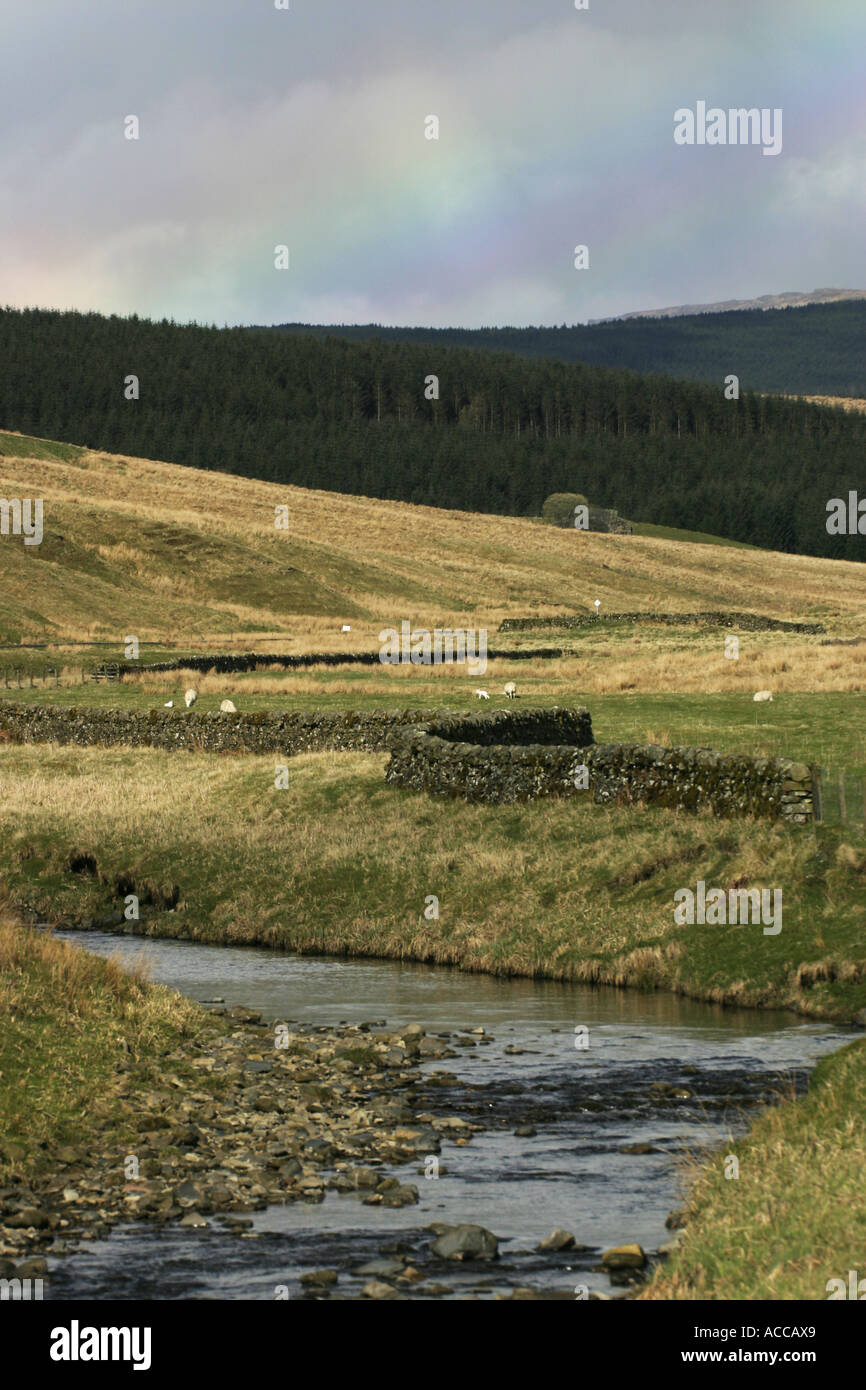 Saughtree in the Kielder Forest, with a rainbow Stock Photo - Alamy