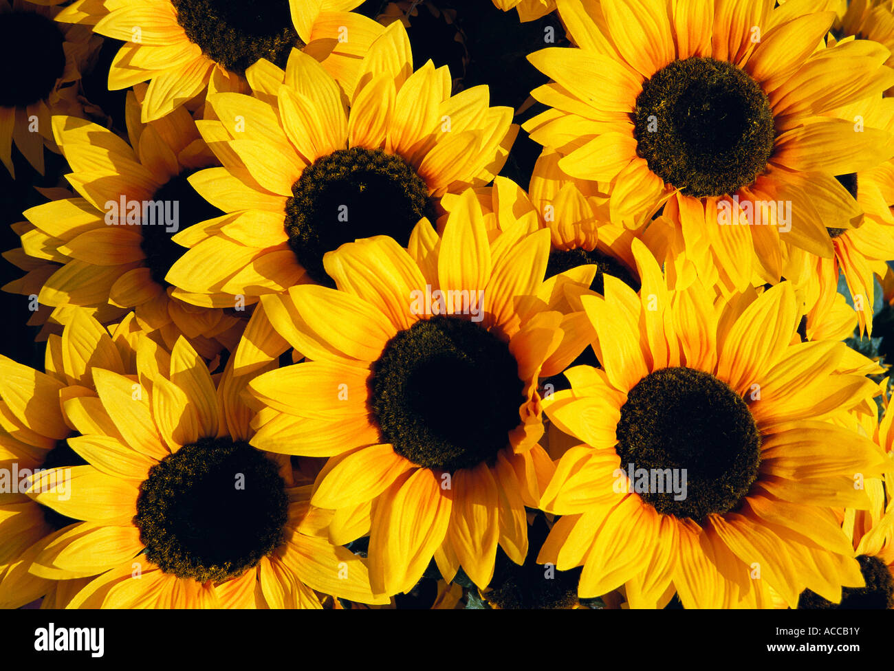 Cult flower hi-res stock photography and images - Alamy