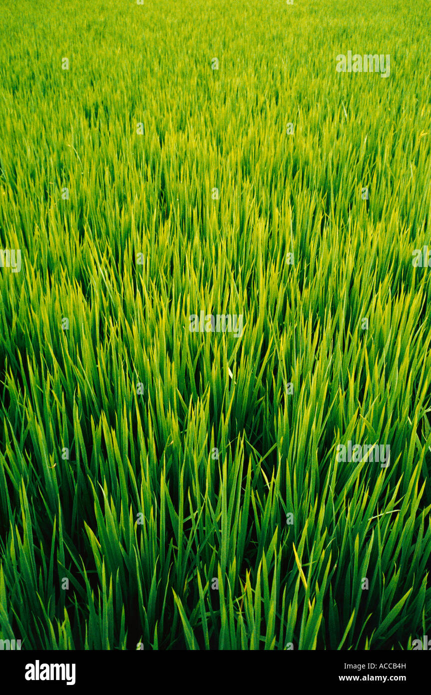 A field of rice Stock Photo - Alamy